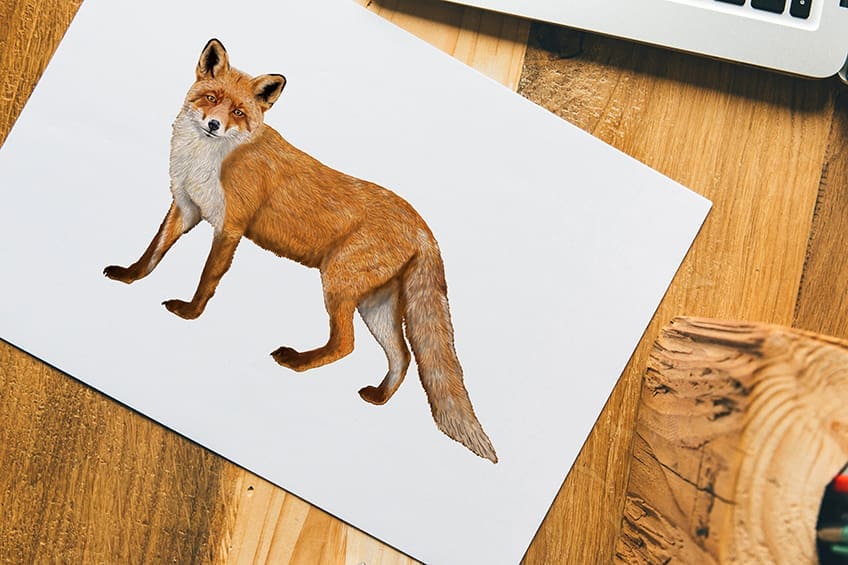 Comment dessiner un renard - Un guide pour créer votre propre dessin de ...