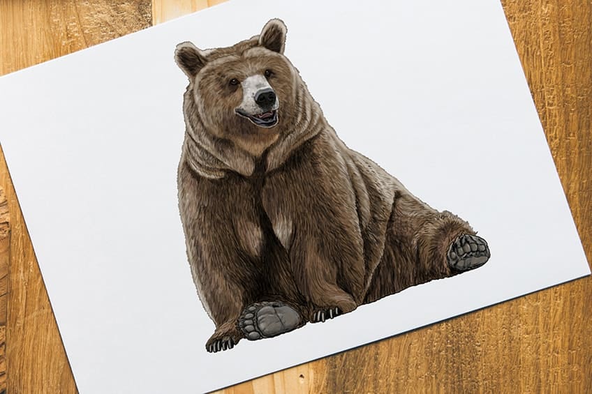 Comment dessiner un ours - Un tutoriel de dessin d'ours facile ...