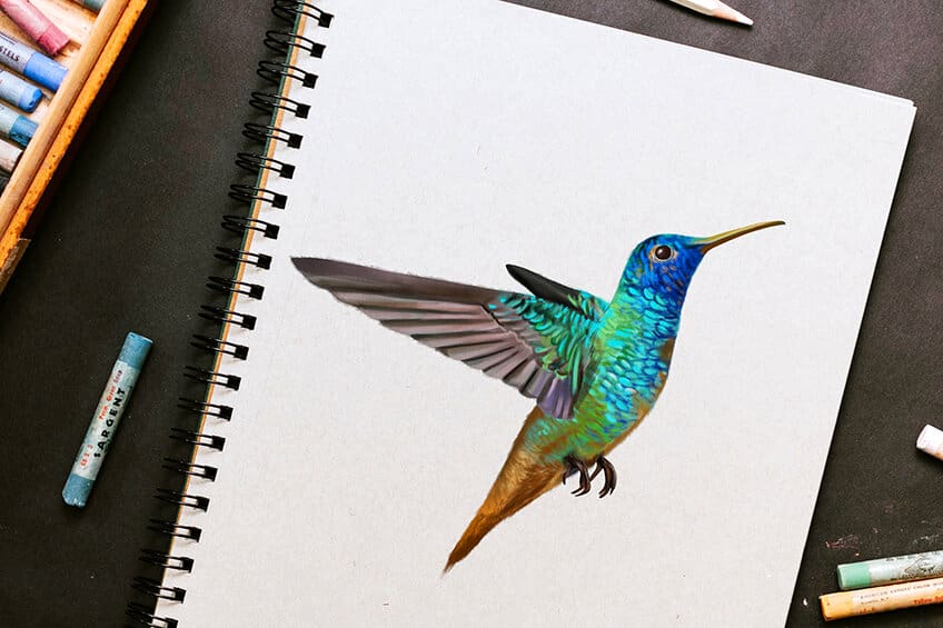 Comment dessiner un colibri - Un dessin réaliste de colibri | Peintre ...