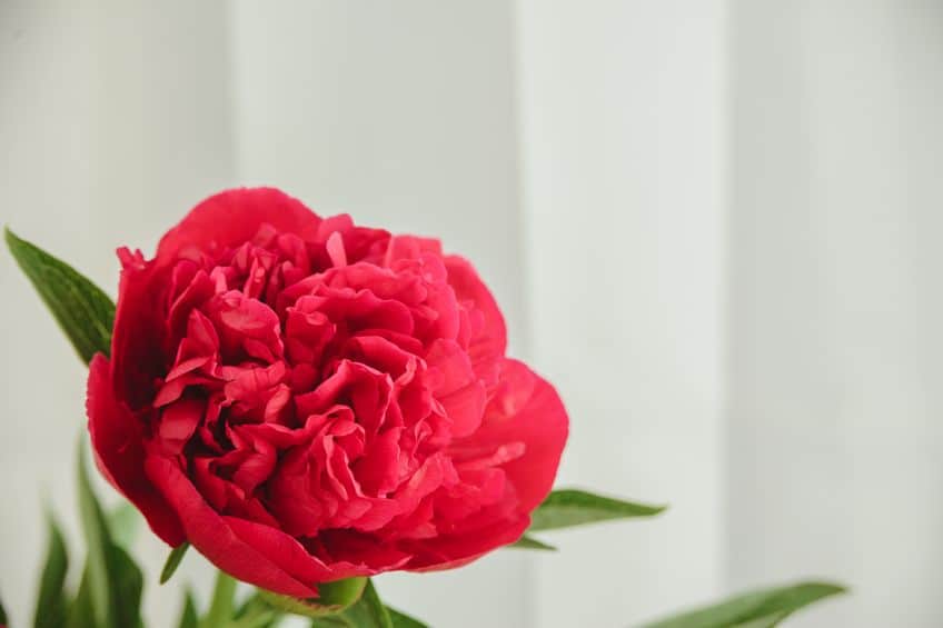 Crimson Color - Comment fabriquer et utiliser le rouge cramoisi dans l ...