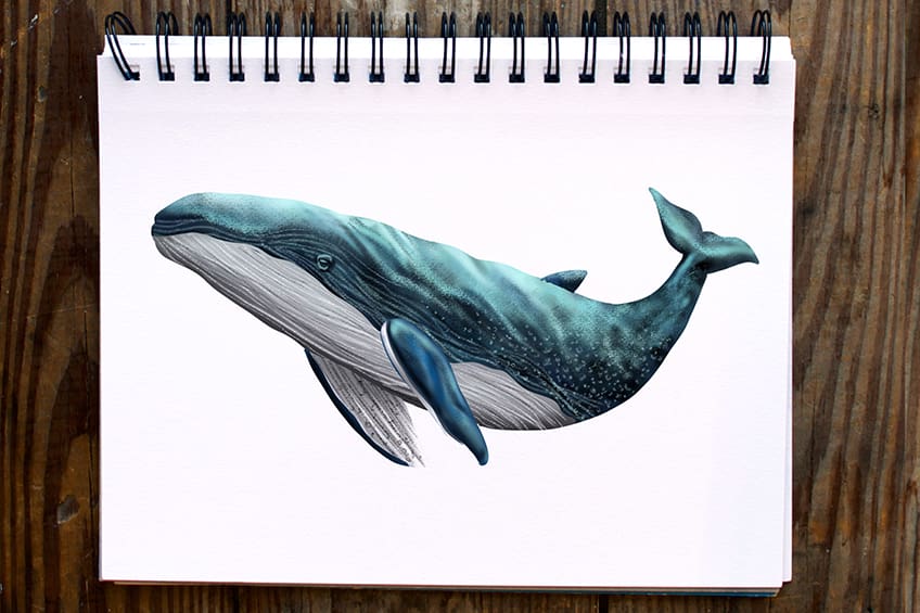 Comment dessiner une baleine - Créer un magnifique dessin de baleine ...